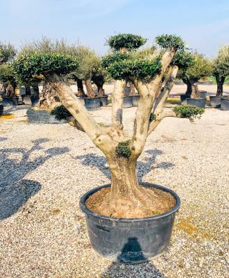 olive trees - Sales ancient olive trees RealGarden